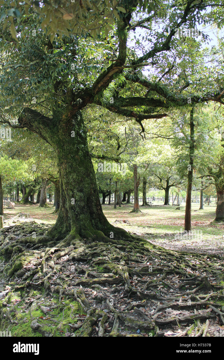 An old tree at Kasuga-yama Hill Primeval Forest, Nara, Japan Stock ...