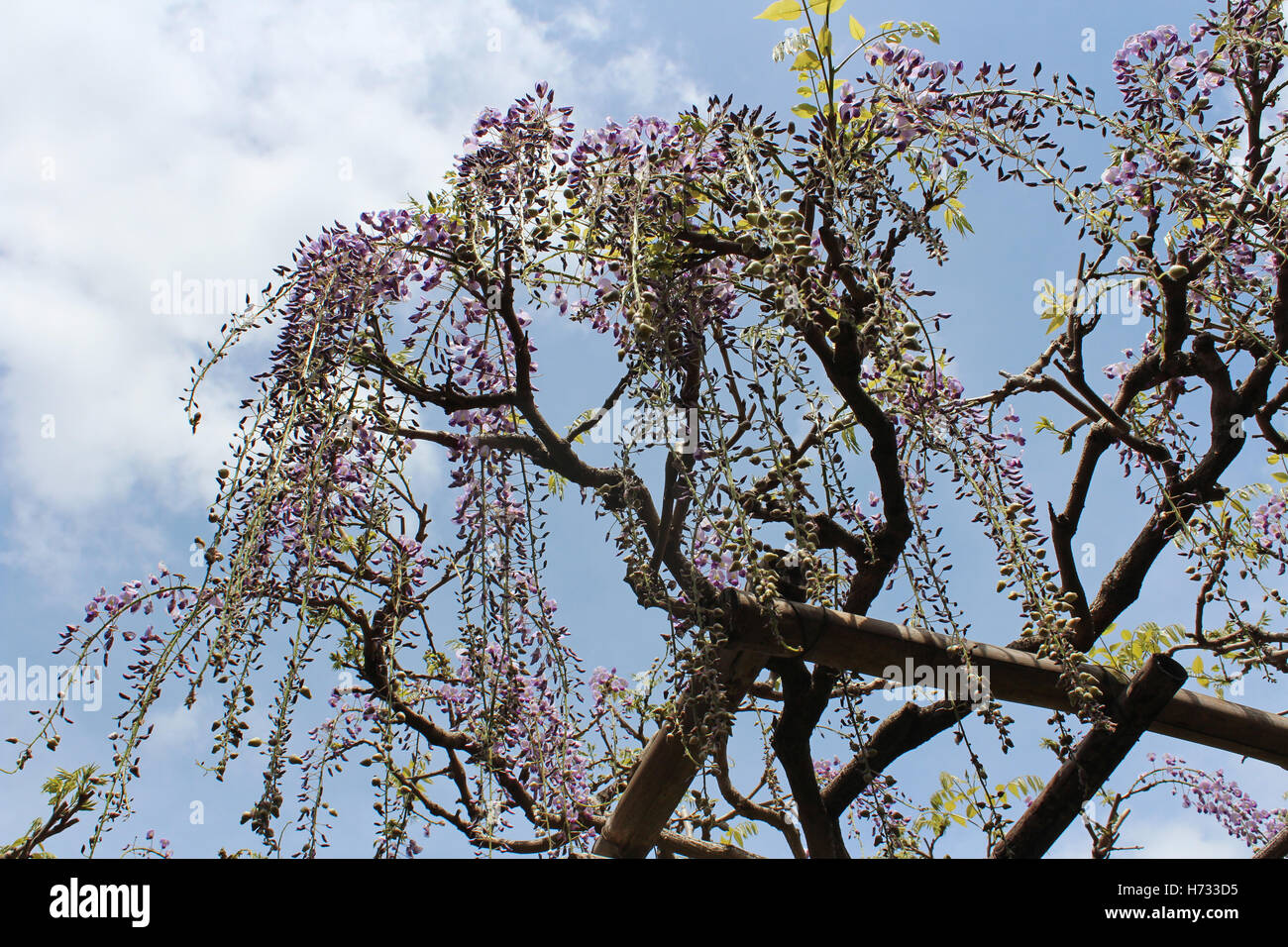 Nara plant hi-res stock photography and images - Alamy