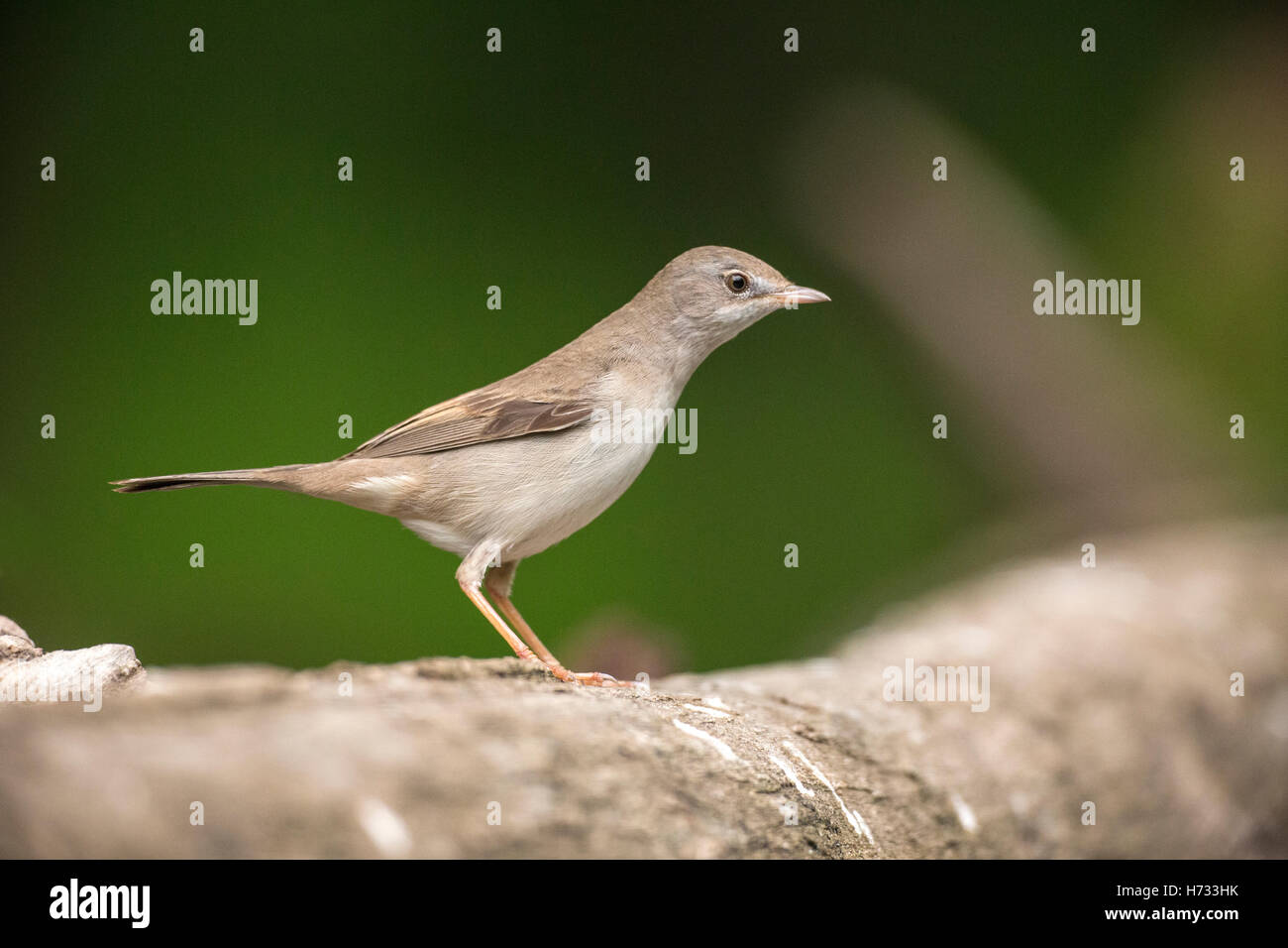 garden warbler (Sylvia borin) adult standing on branch of tree in ...