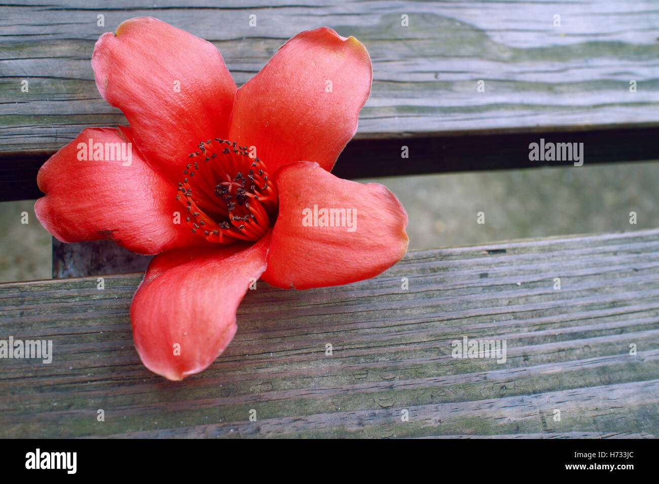 Rainy day flower hi-res stock photography and images - Alamy
