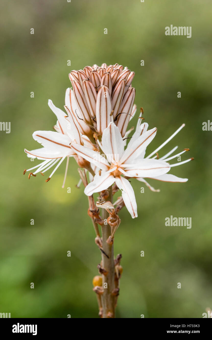 white asphodel (Asphodelus albus) flower growing on hillside, Crete ...