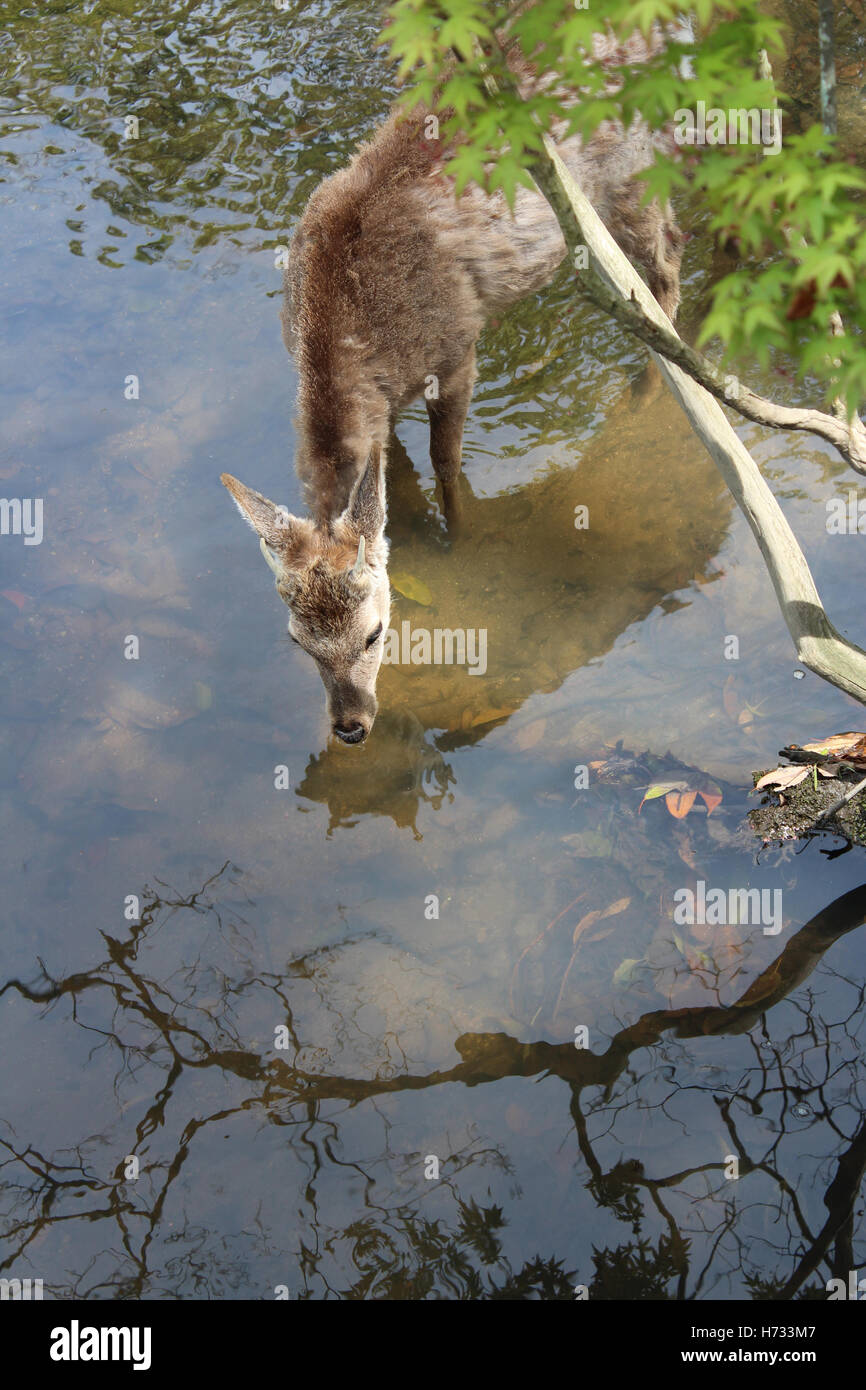Deer drinking water hi-res stock photography and images - Alamy