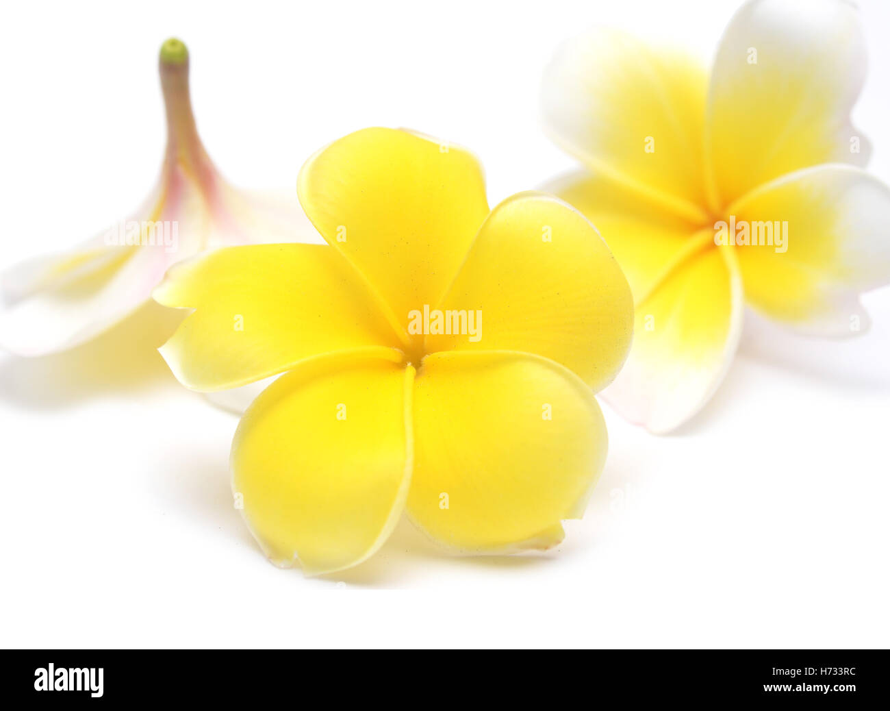 frangipani isolated on white background Stock Photo - Alamy