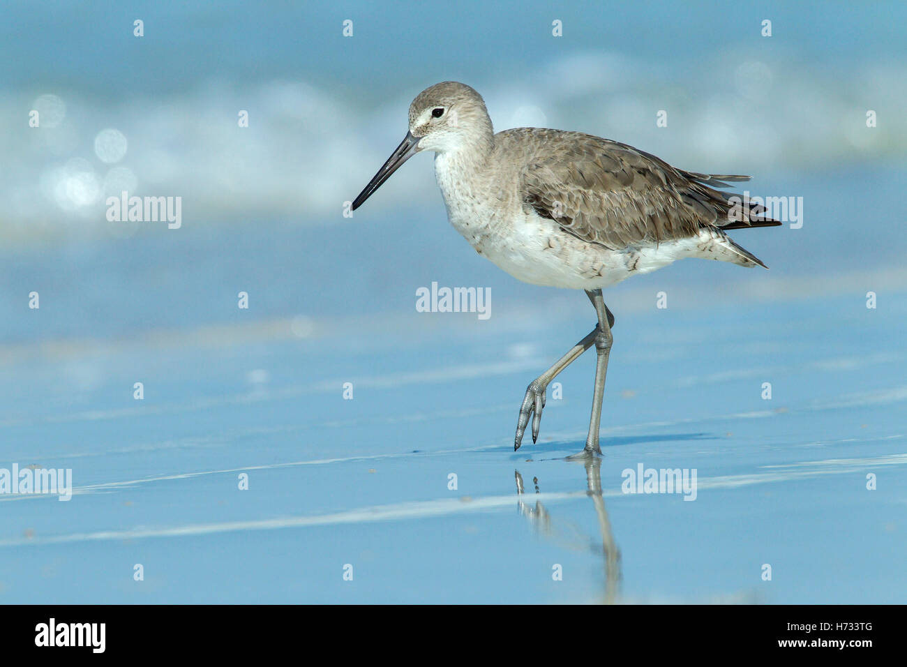 willet (Tringa semipalmata) shorebird resting on tide line, Florida ...