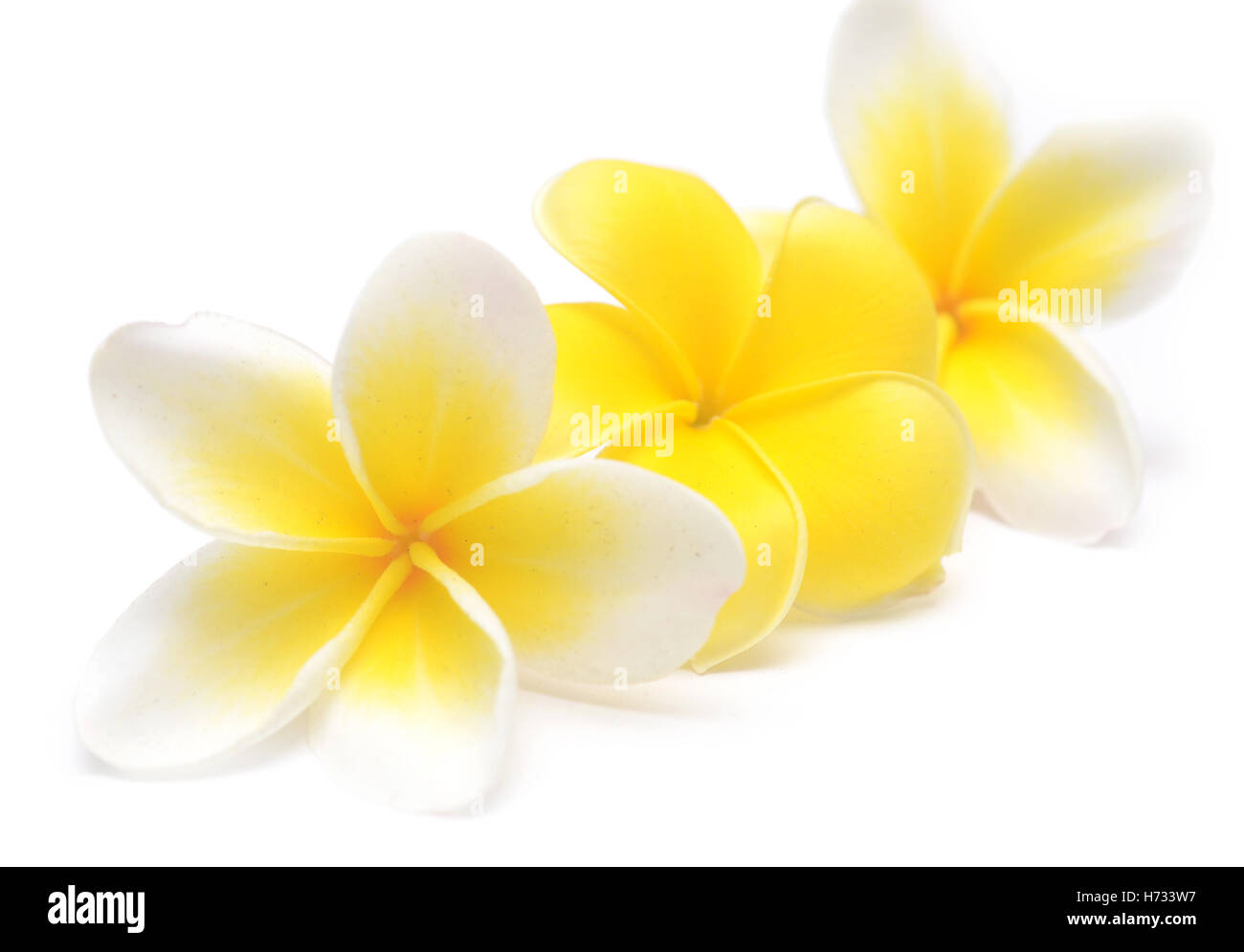 frangipani isolated on white background Stock Photo - Alamy