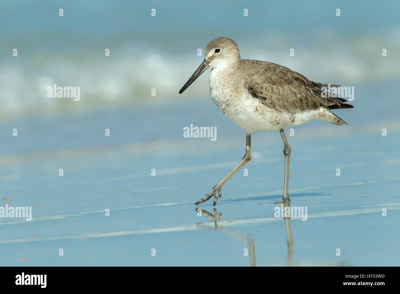 willet (Tringa semipalmata) shorebird resting on tide line, Florida ...