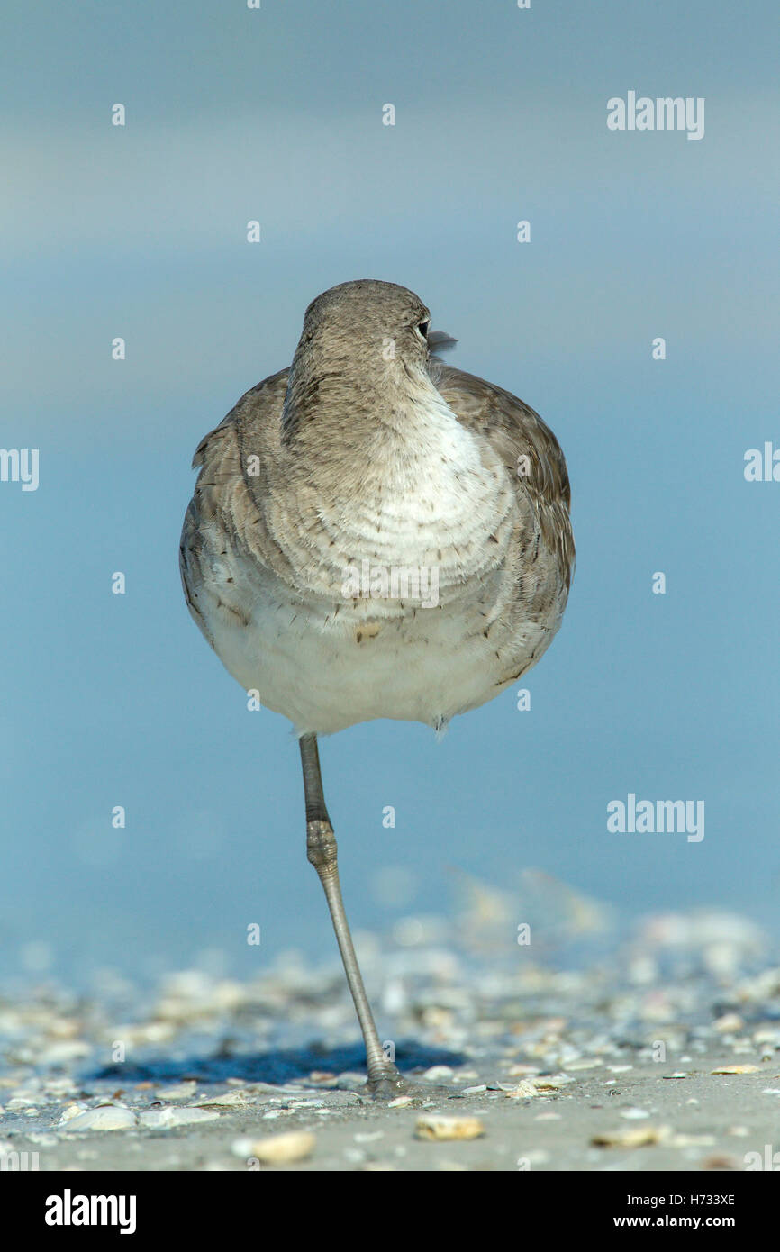 willet (Tringa semipalmata) shorebird resting on tide line, Florida ...