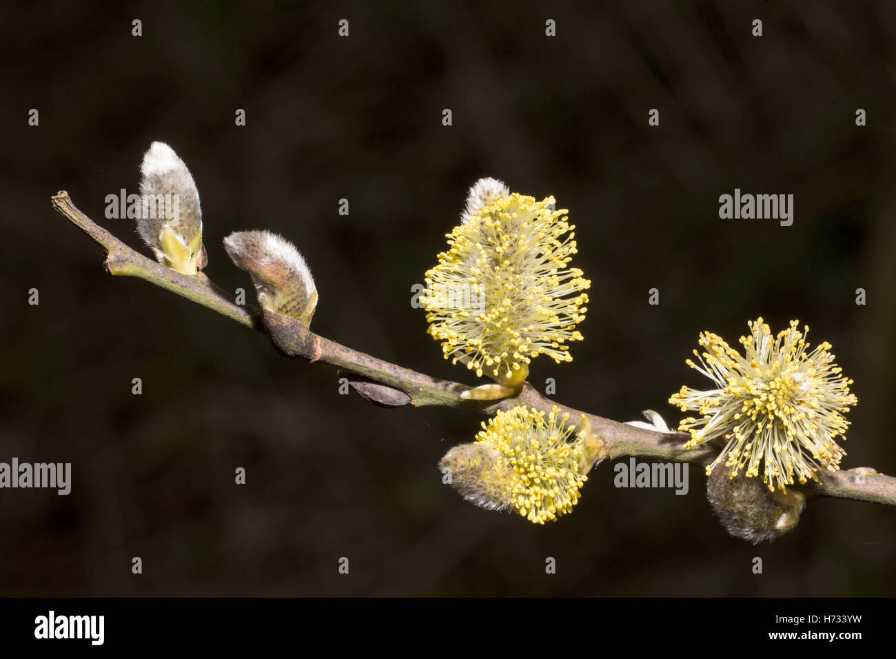 goat willow catkins (Salix caprea) in spring in Norfolk, England Stock ...