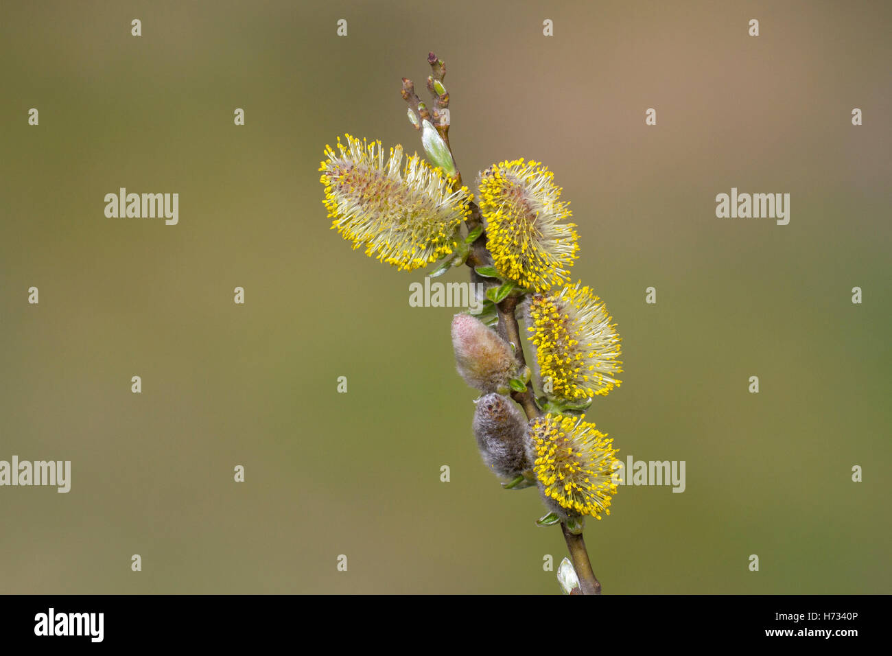 goat willow catkins (Salix caprea) in spring in Norfolk, England Stock ...