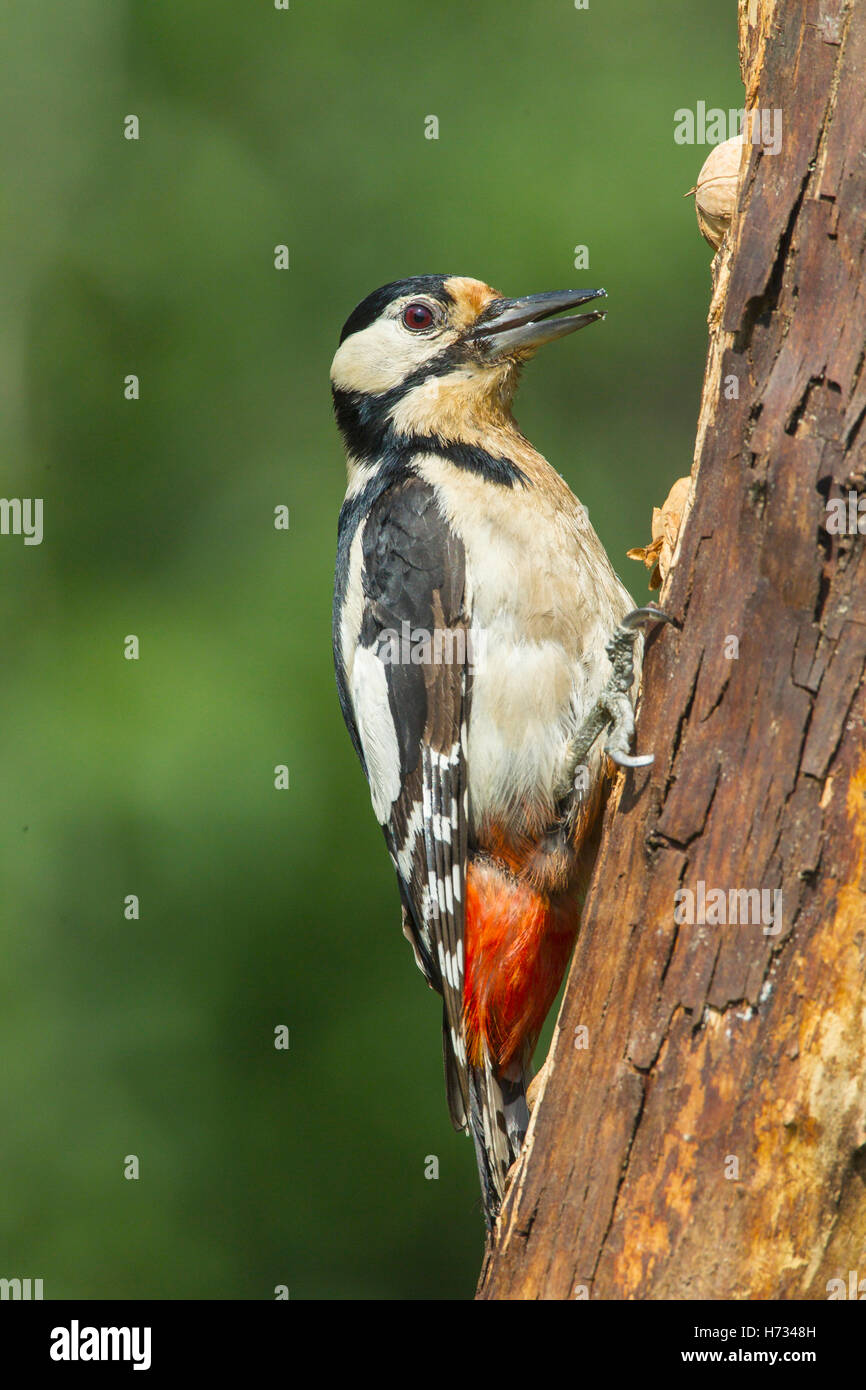 great spotted woodpecker (Dendrocops major) adult feeding while perched ...