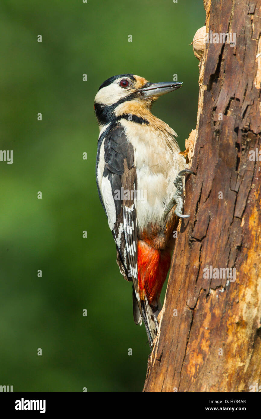 Adult great spotted woodpecker hi-res stock photography and images - Alamy