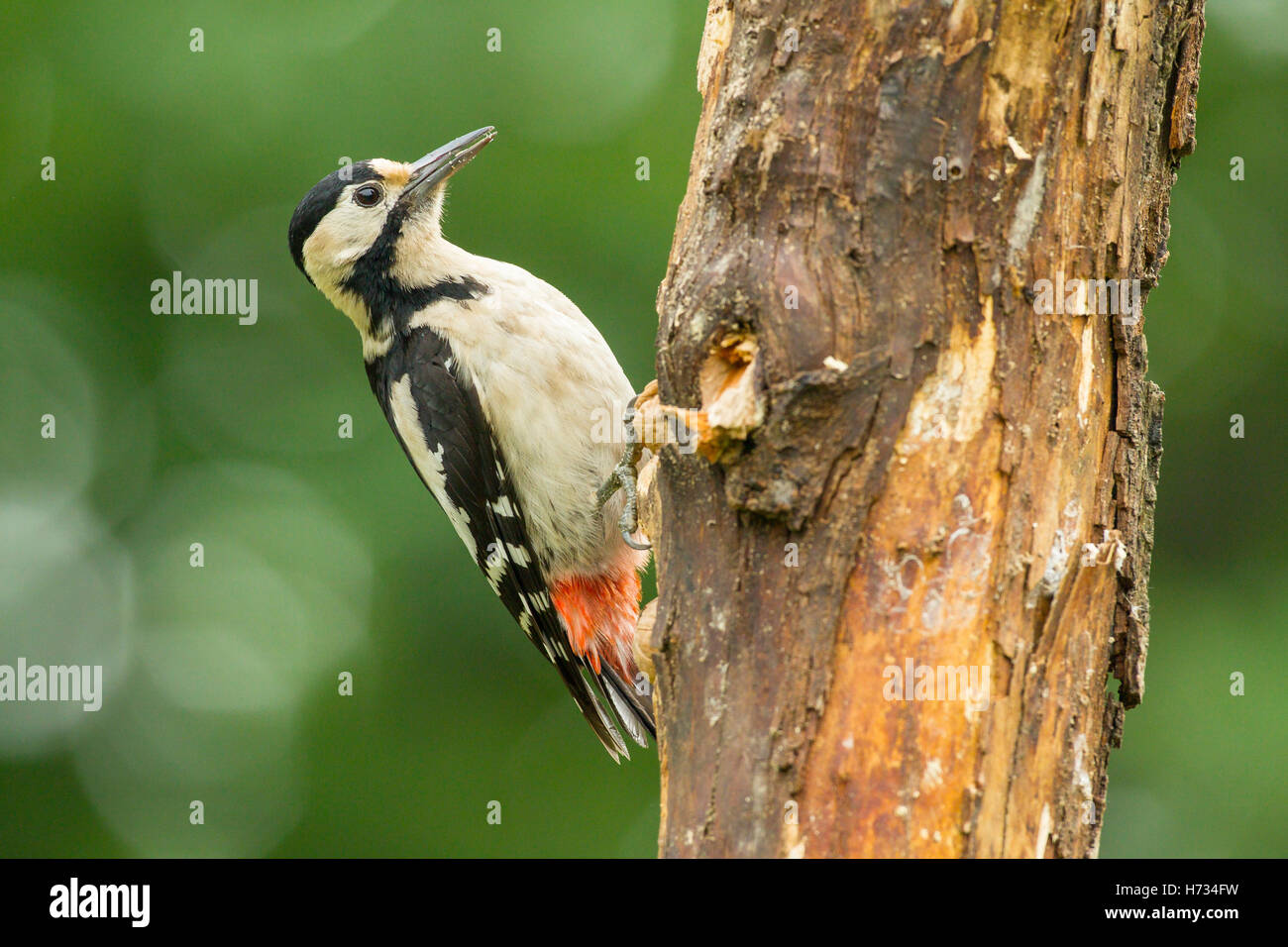 Syrian woodpecker (Dendrocopos syriacus) single bird feeding on tree ...