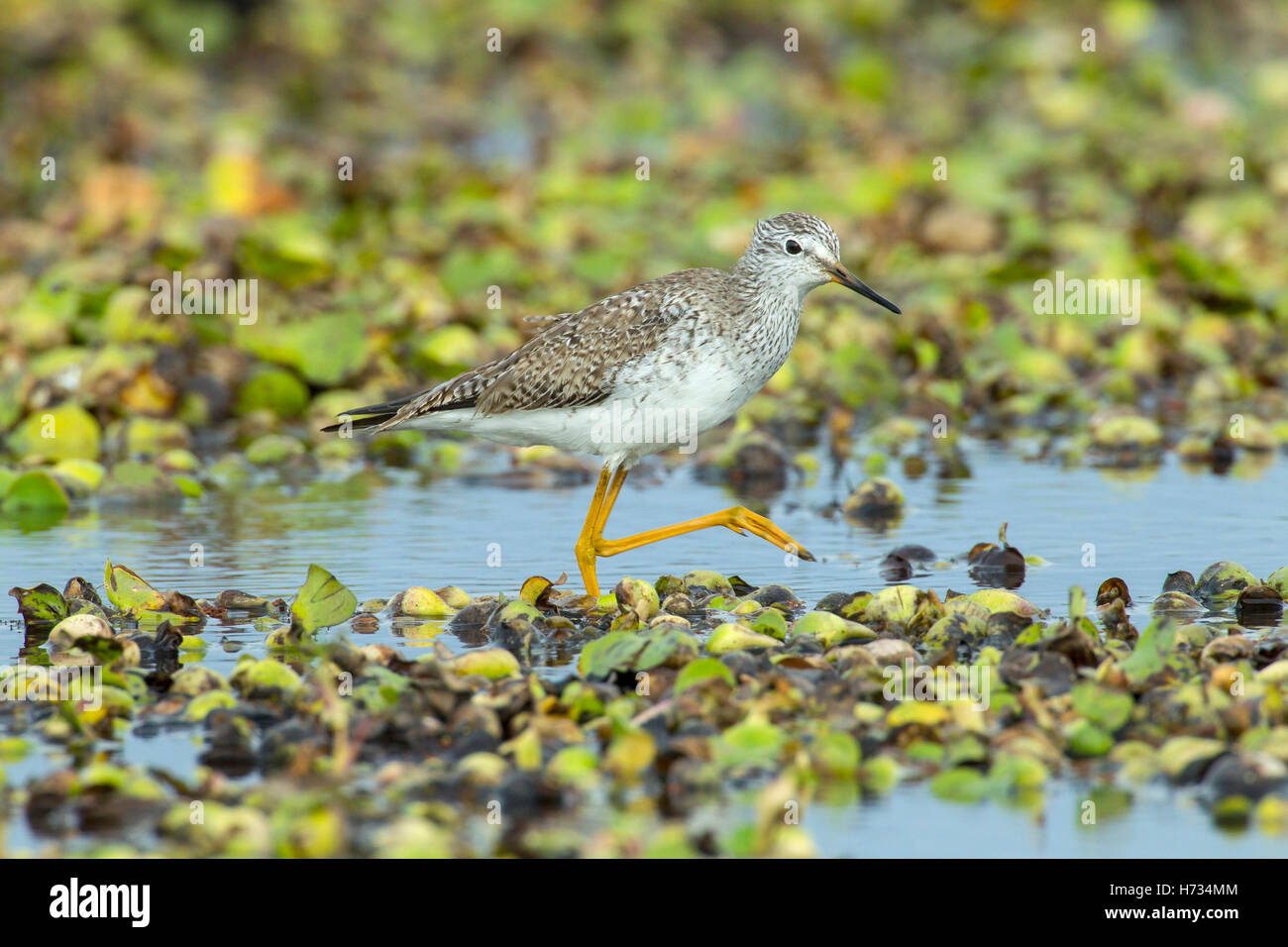lesser yellowlegs (Tringa flavipes) adult standing on floating ...