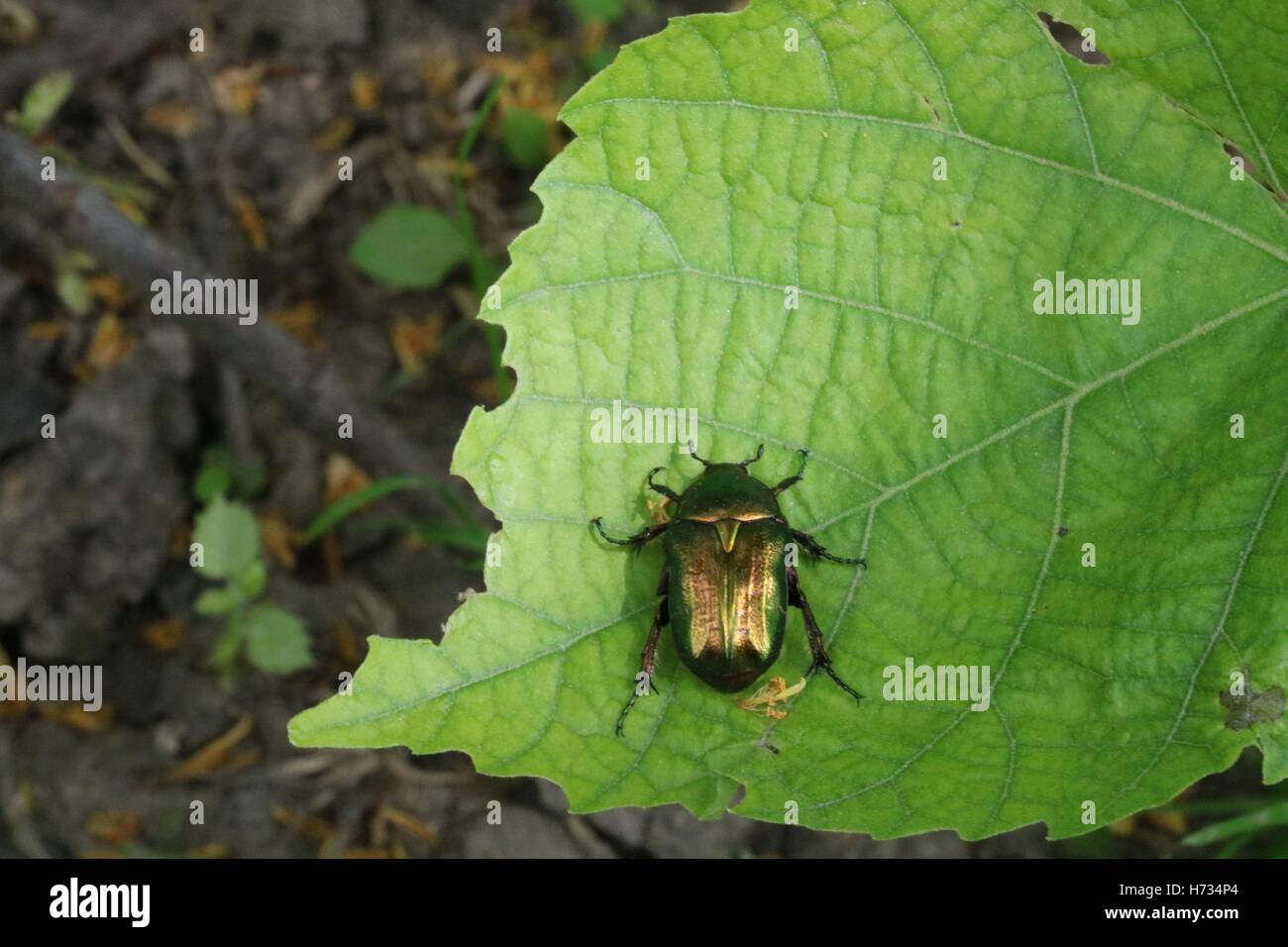 Green bug insect on green leaf available in high-resolution and several ...