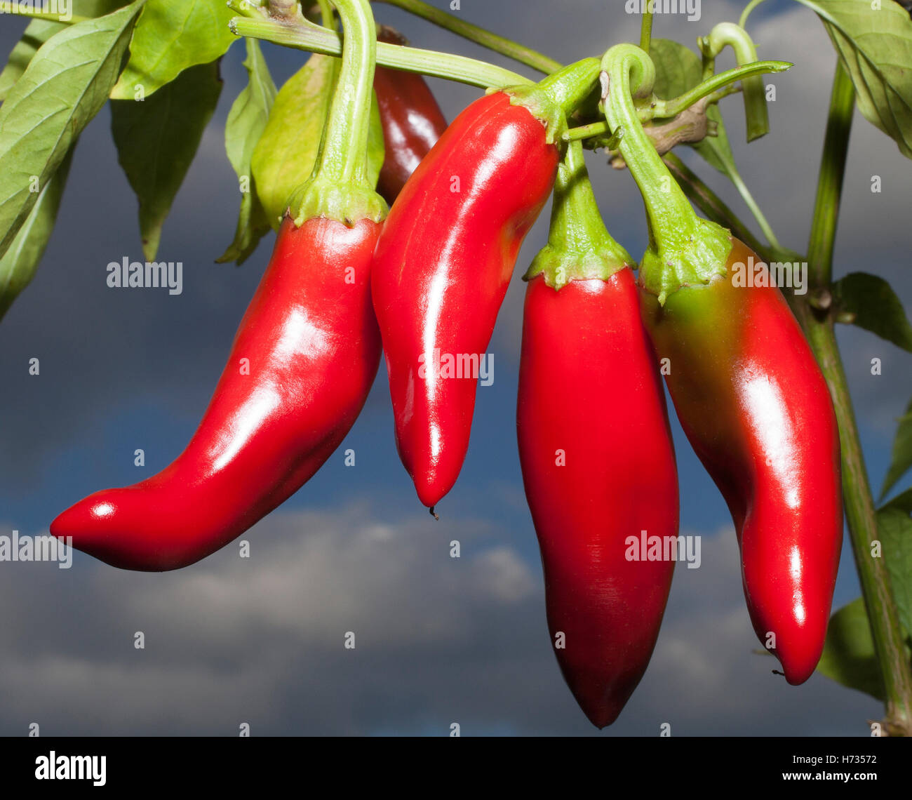 Paprika plant hi-res stock photography and images - Alamy