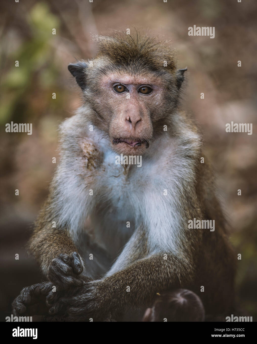 Macaque monkeys of Dambulla Stock Photo - Alamy
