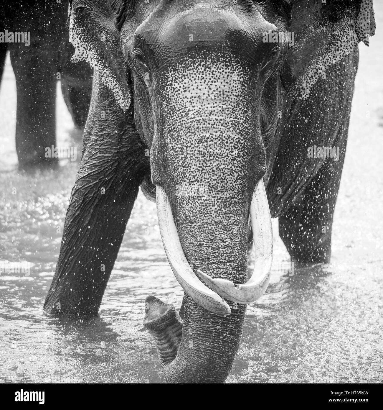 Sri lanka elephant Black and White Stock Photos & Images - Alamy