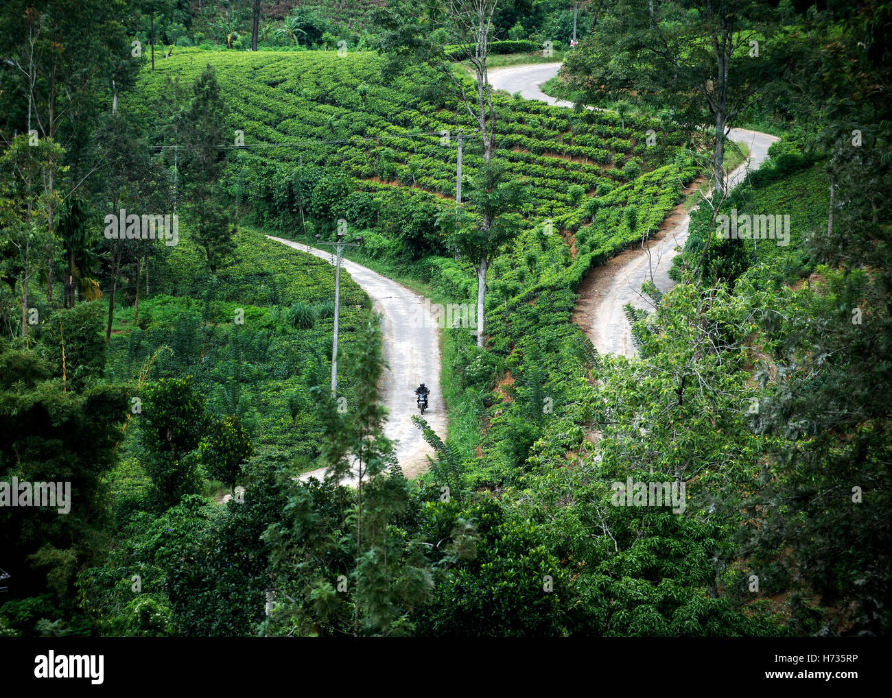 Tea Country, Sri Lanka Stock Photo - Alamy