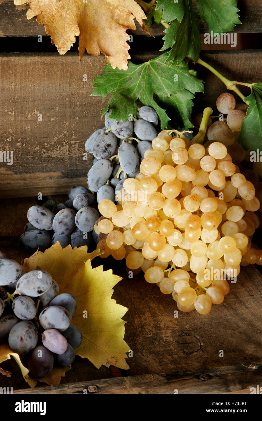 Table grapes freshly picked and displayed on garden work bench Stock ...