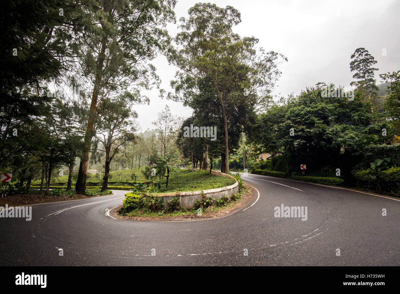 Windy road of Tea country Stock Photo - Alamy