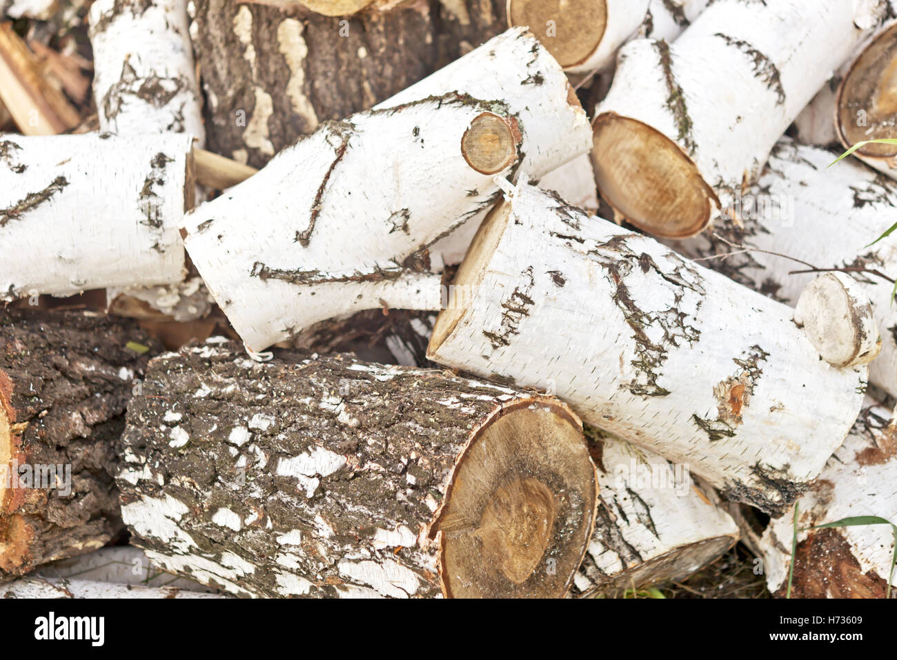 Birch saw cut hi-res stock photography and images - Alamy