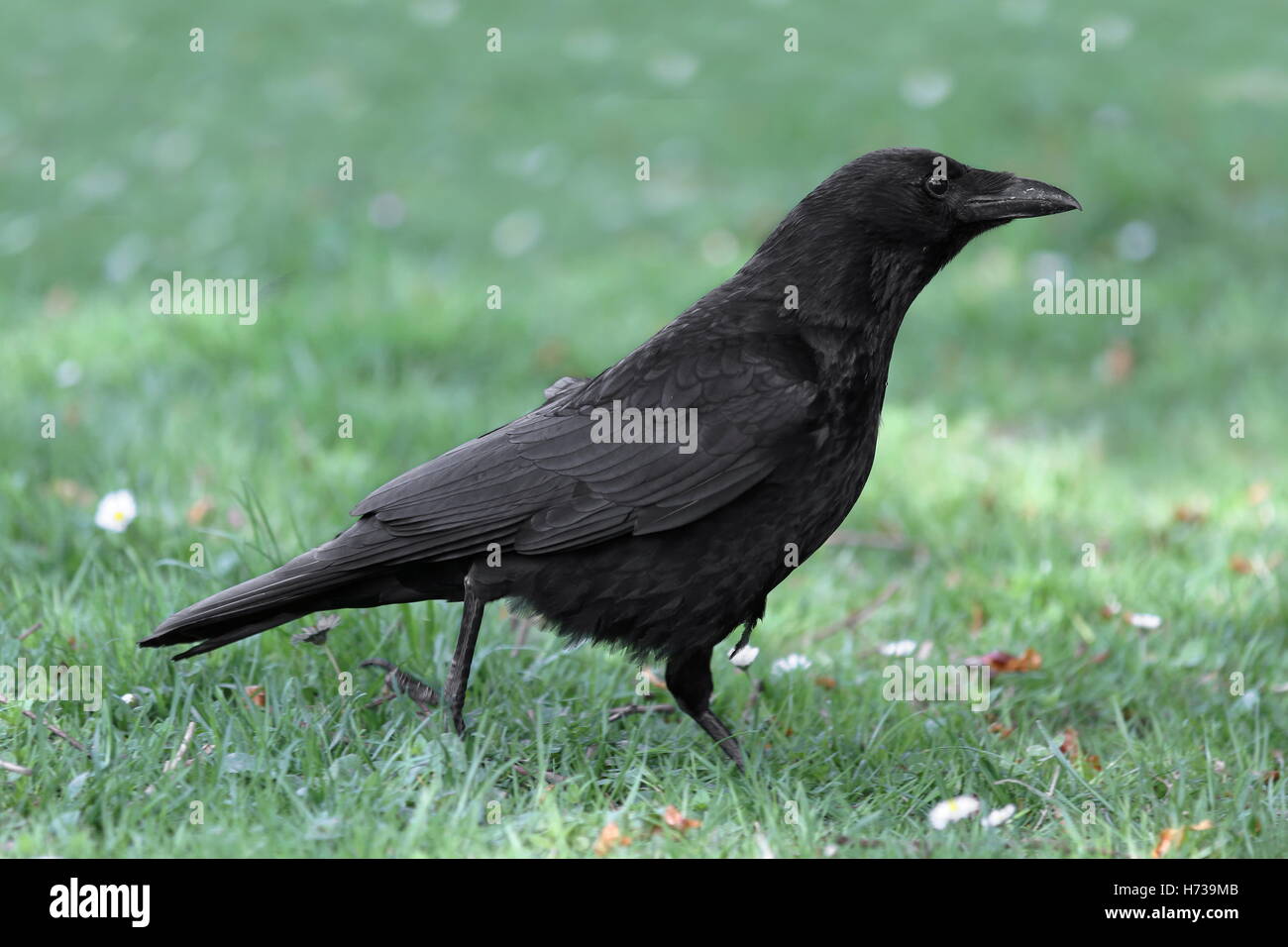the raven strutting across the meadow Stock Photo - Alamy