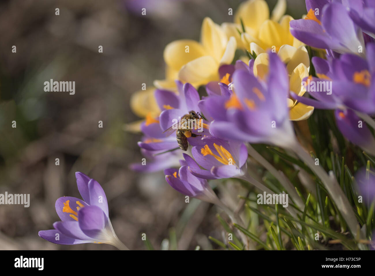 Soil insects hi-res stock photography and images - Alamy