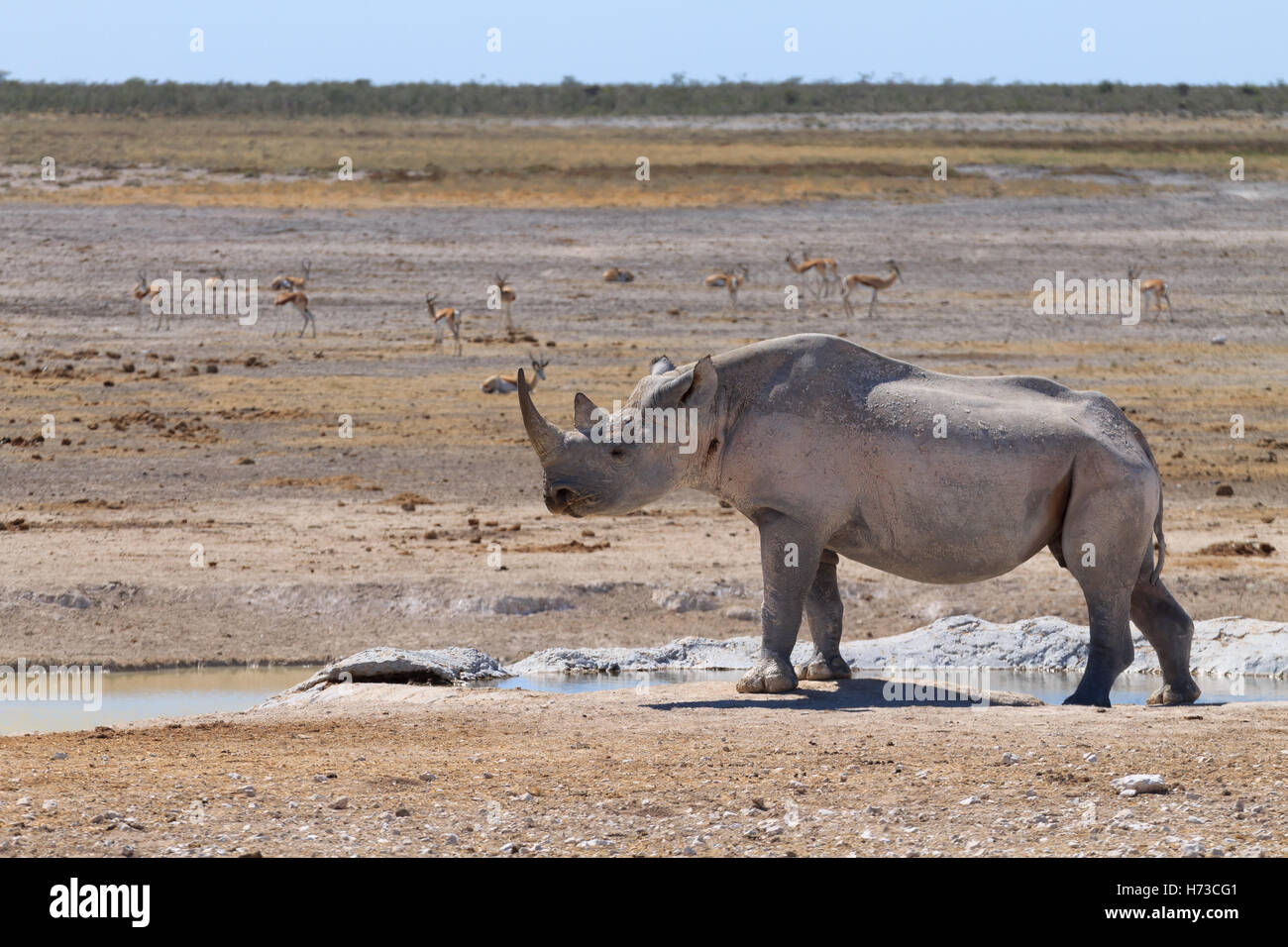 Mammals extinction hi-res stock photography and images - Alamy