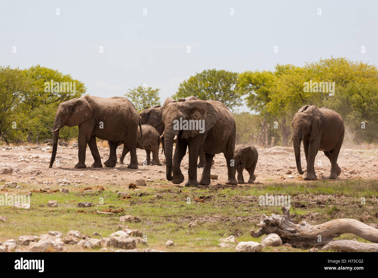 Namibian mammals hi-res stock photography and images - Alamy