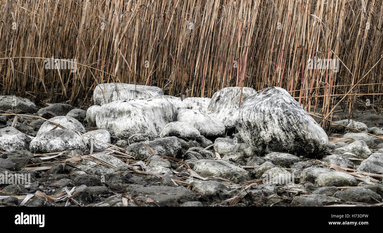 Rocks reeds hi-res stock photography and images - Alamy