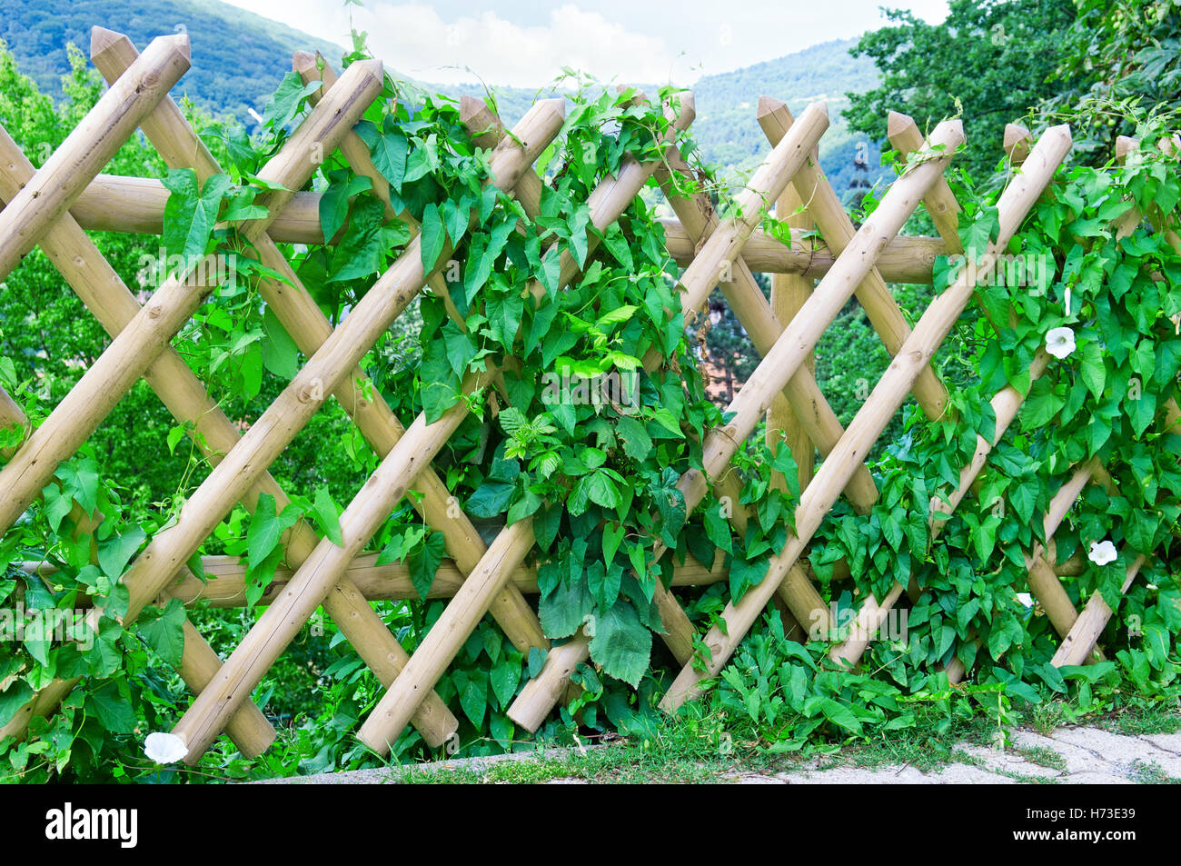 Trellis fencing hi-res stock photography and images - Alamy