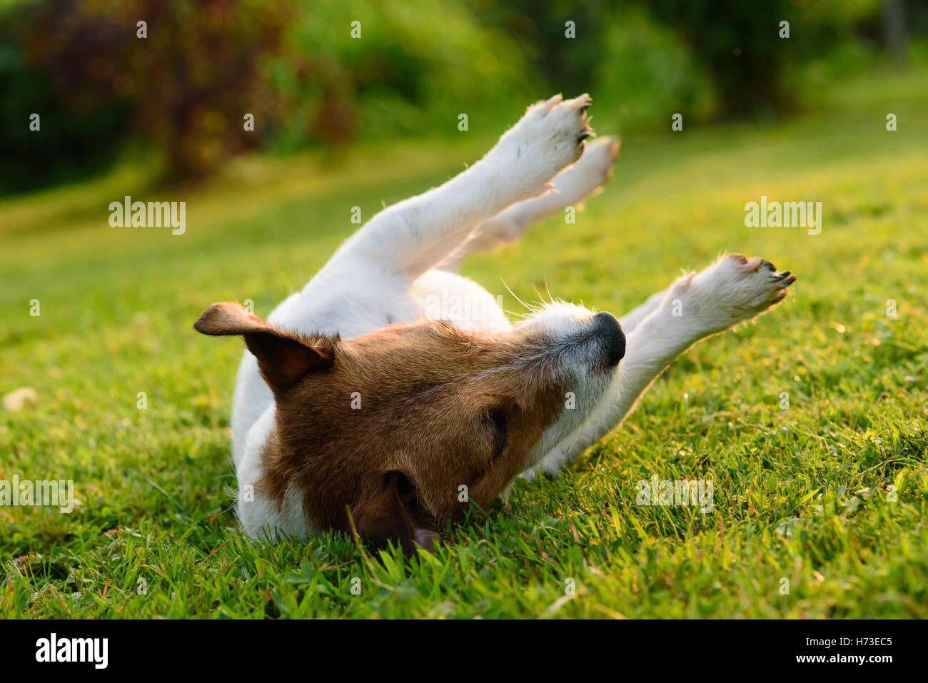 Dog upside down rolling and lying on its back on green grass Stock ...