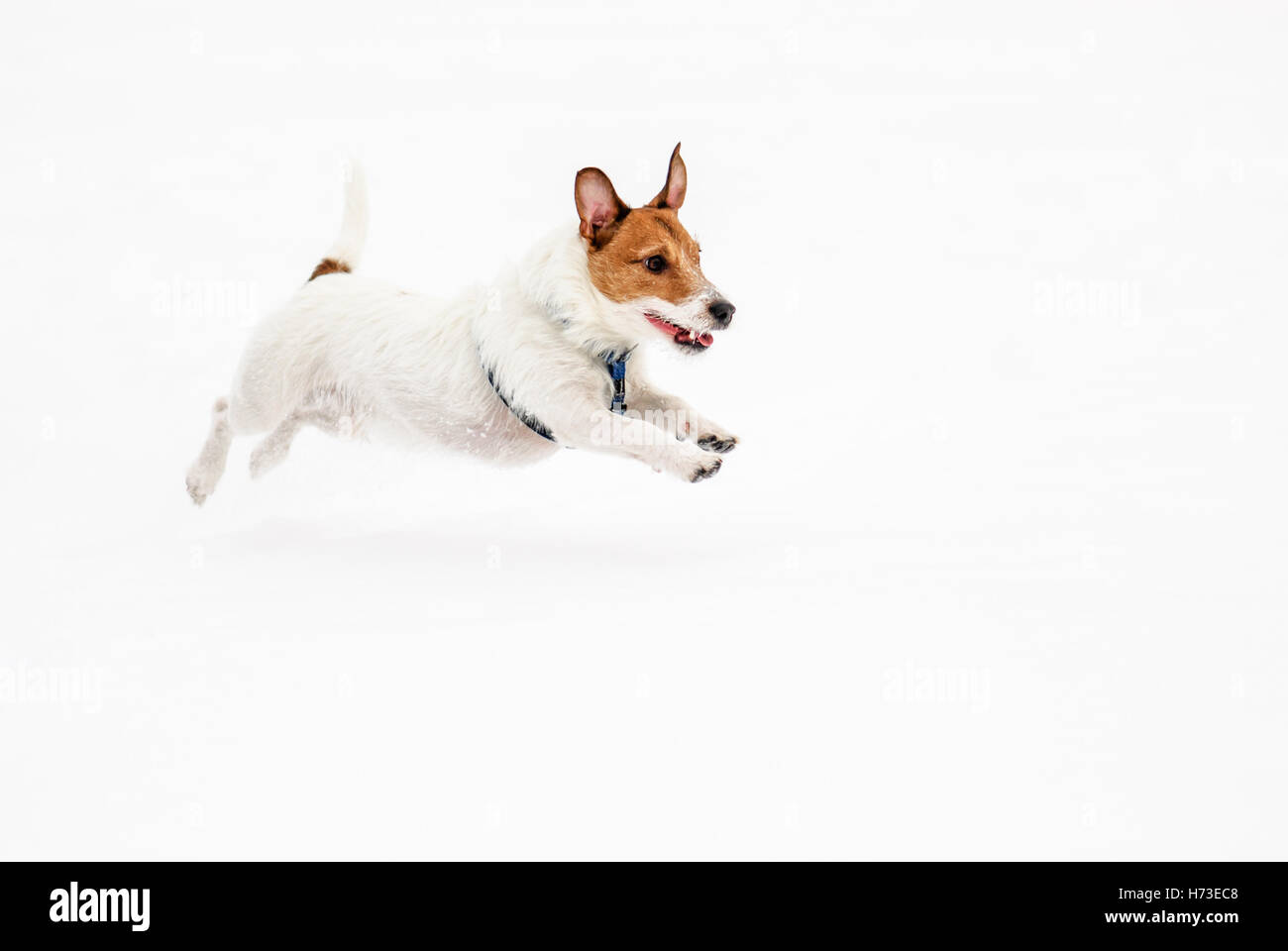 Pet dog running on Cut Out Stock Images & Pictures - Alamy