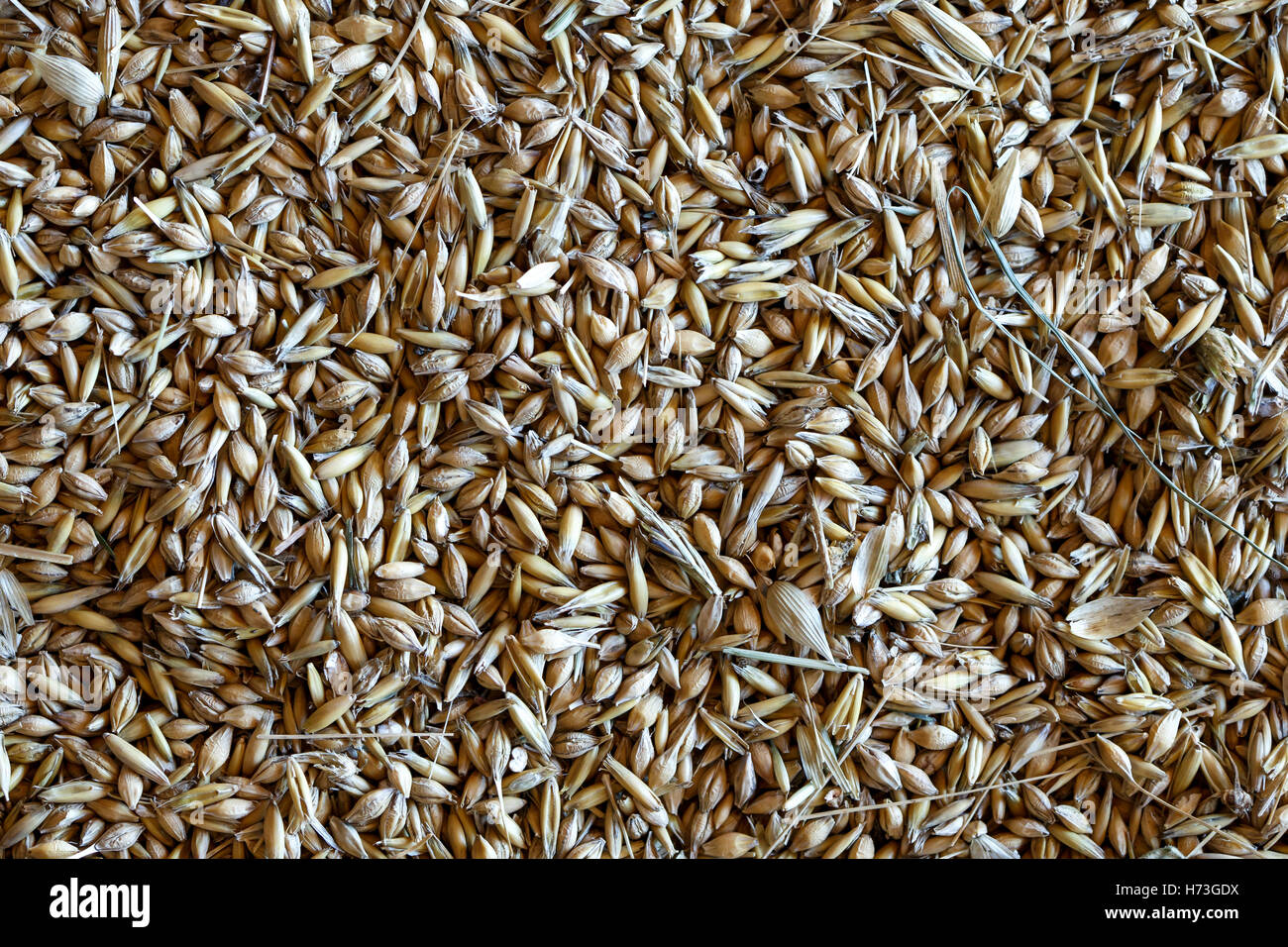 Oat seeds hi-res stock photography and images - Alamy