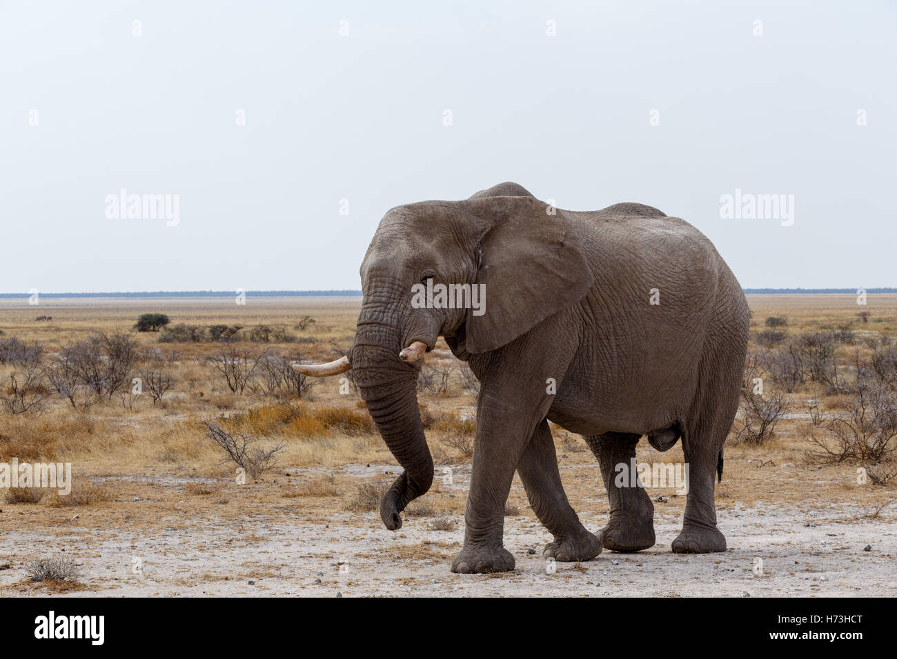 Powerful legs hi-res stock photography and images - Alamy