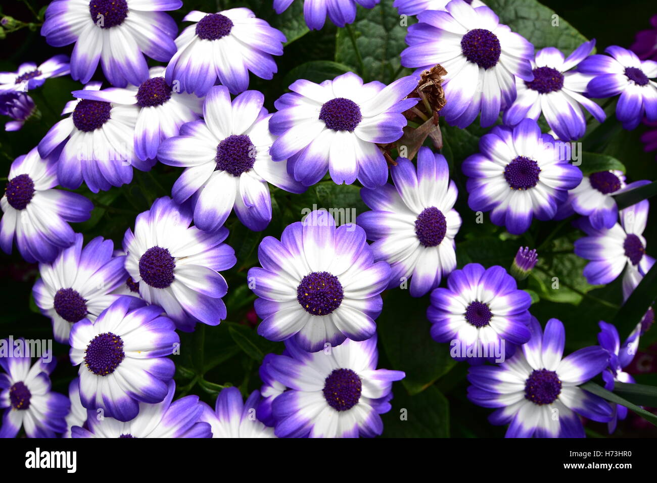 Fading blue and purple flowers Stock Photo - Alamy