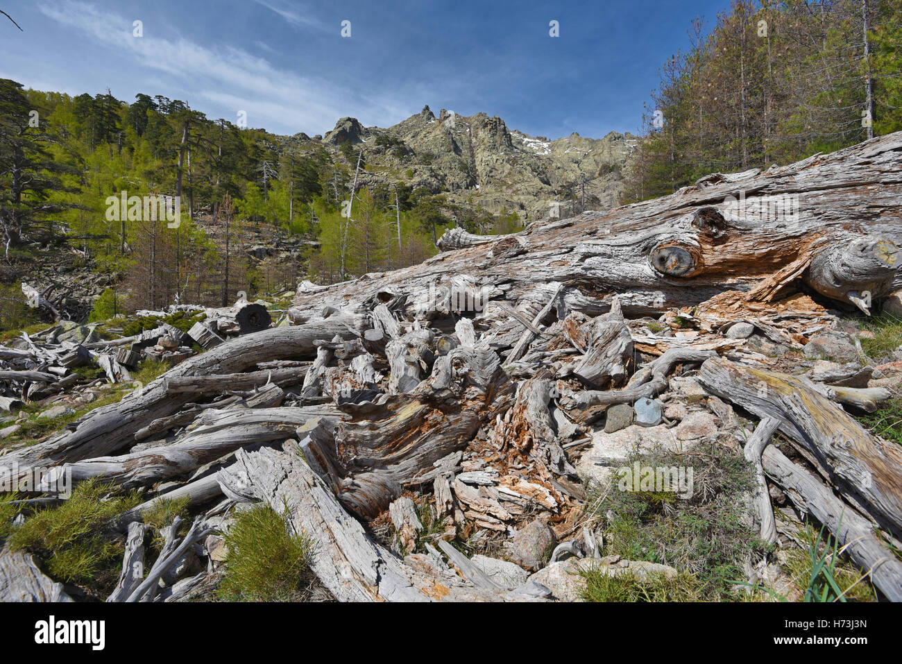 Remains of the dead tree in the mountain forest Stock Photo - Alamy