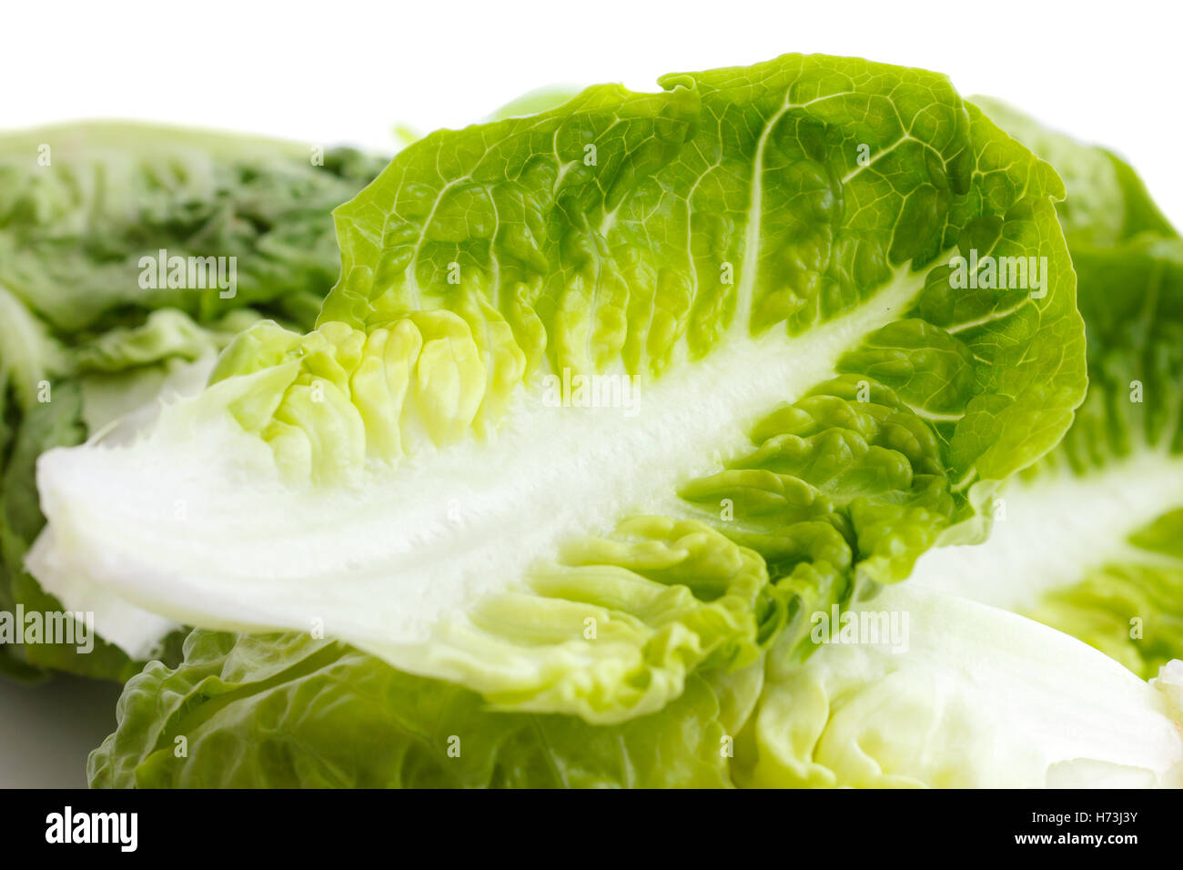 Detail of gem lettuce leaf Stock Photo - Alamy
