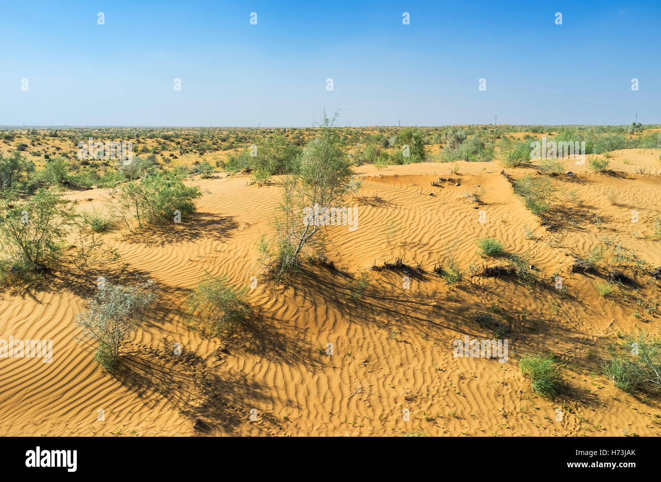 The beautiful dune in Kyzyl Kum covered with shrubs of saxaul ...