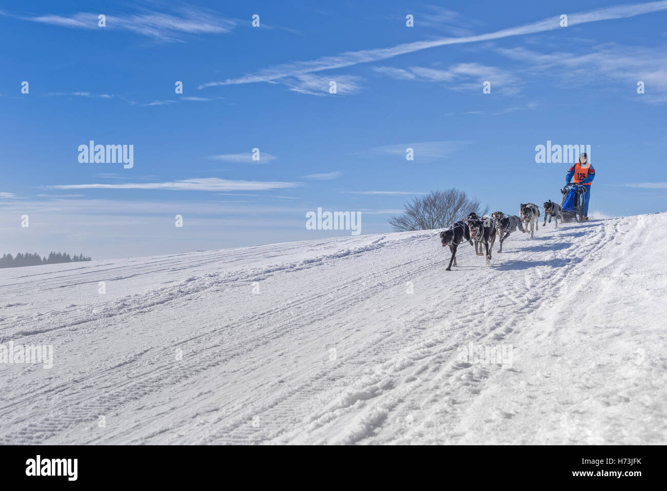 Persistent Dogs High Resolution Stock Photography and Images - Alamy