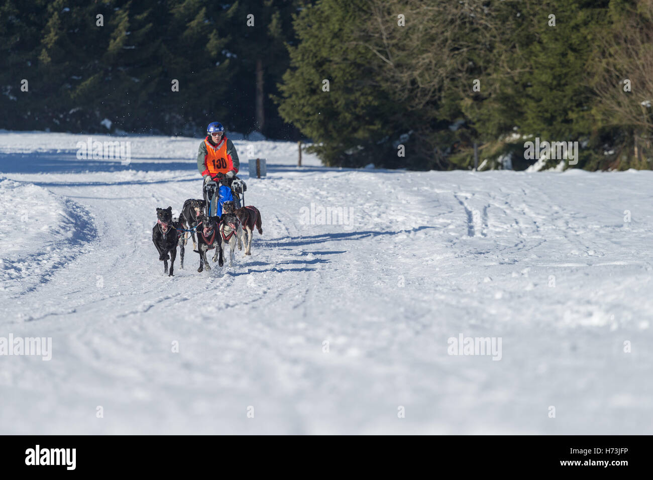 Action dogs hi-res stock photography and images - Alamy