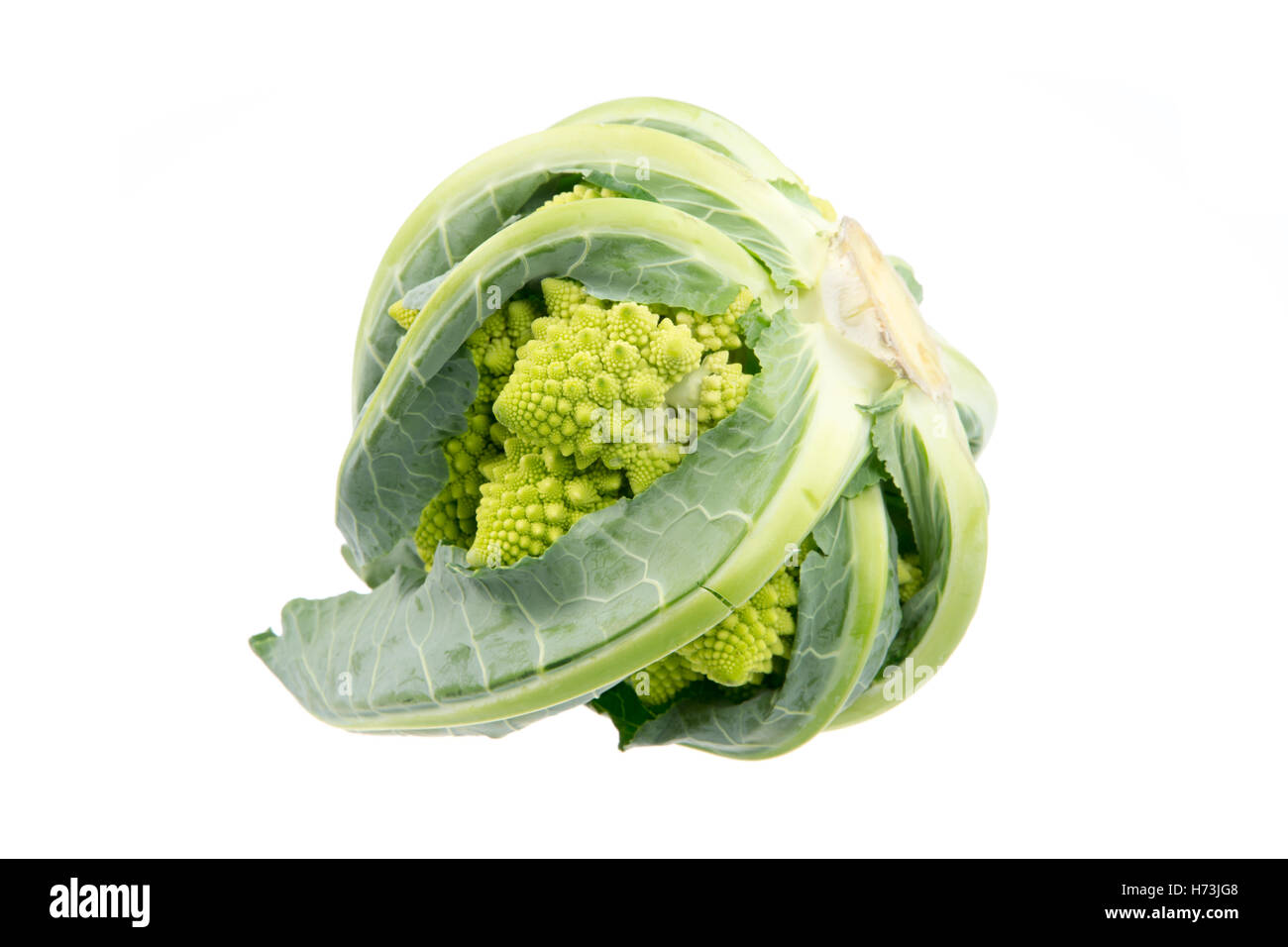 food aliment leaf isolated closeup vegetable raw edible cauliflower ...