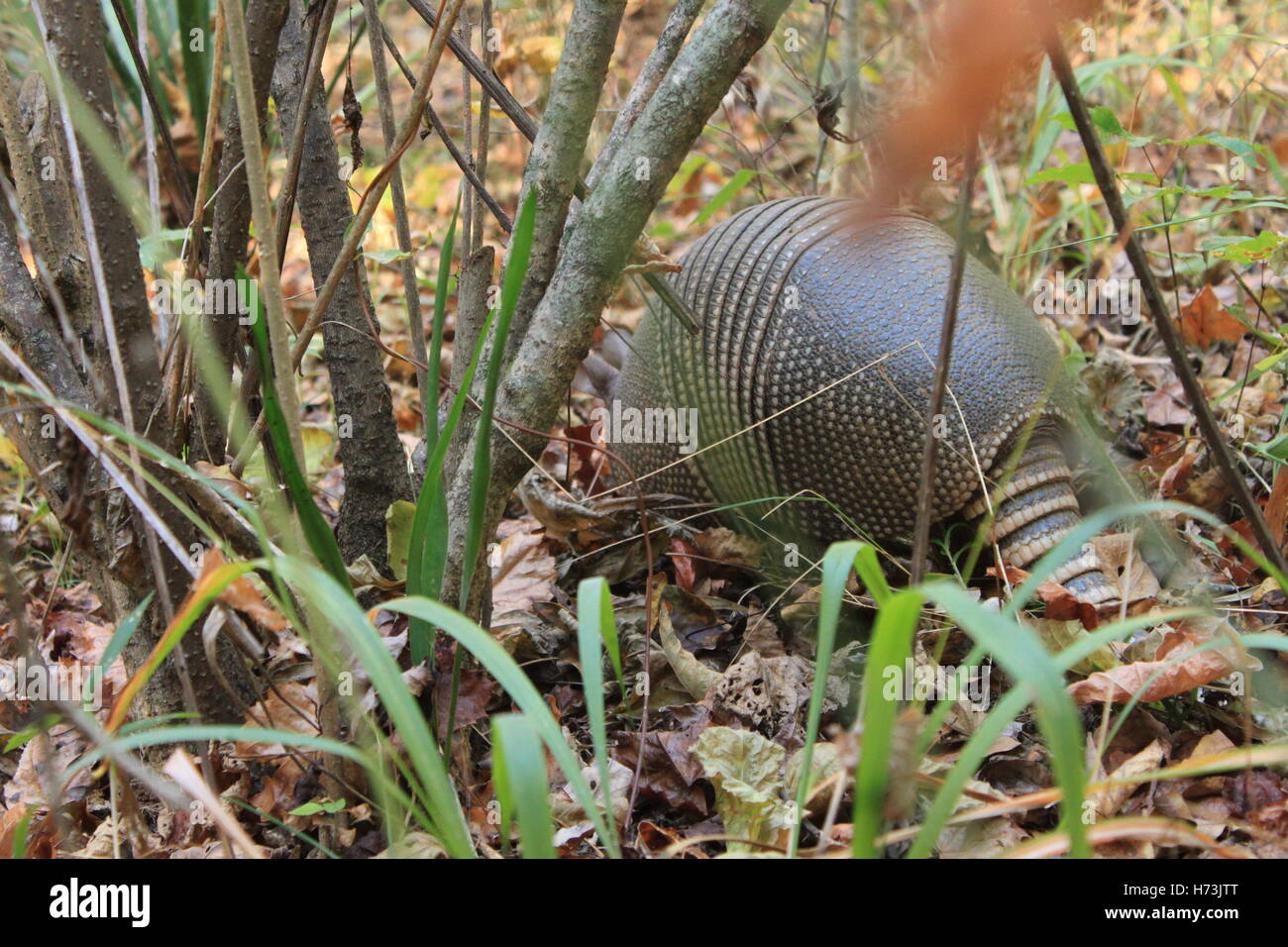 Armadillo burrow hi-res stock photography and images - Alamy