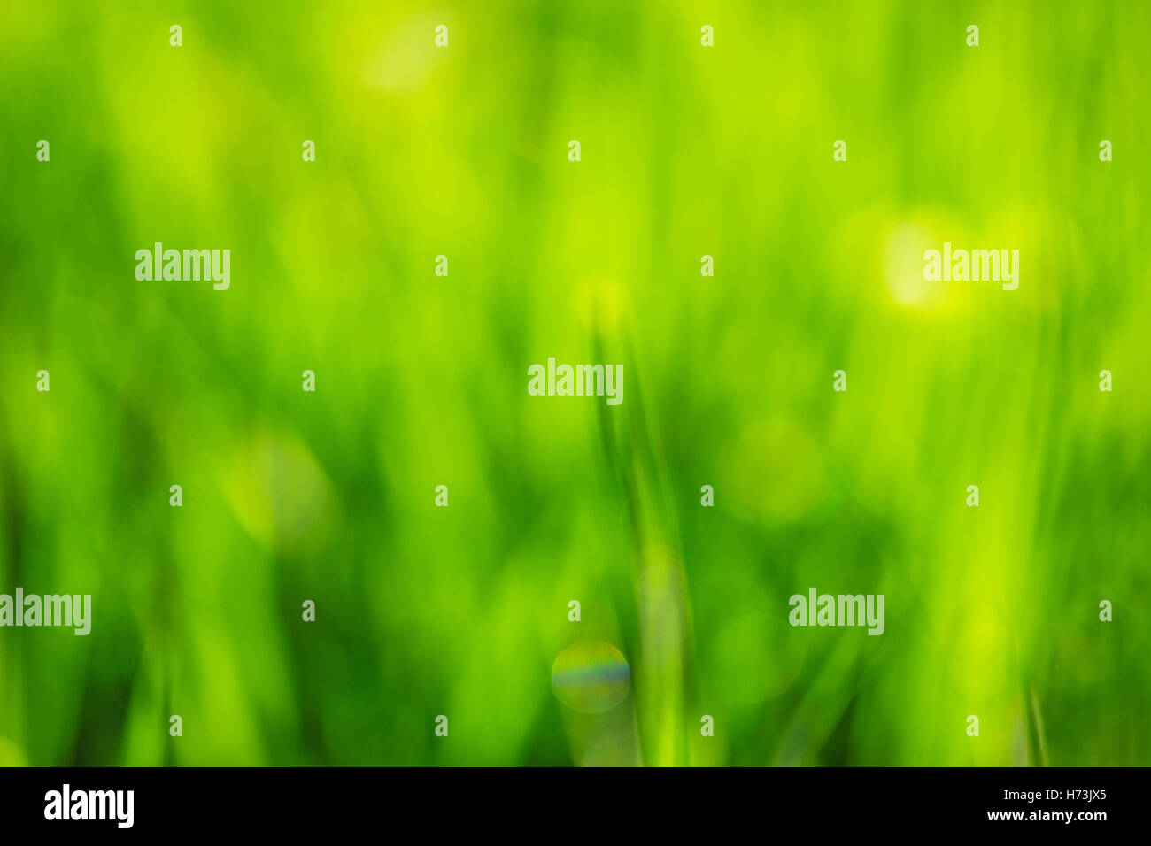 natural green background early morning Stock Photo - Alamy
