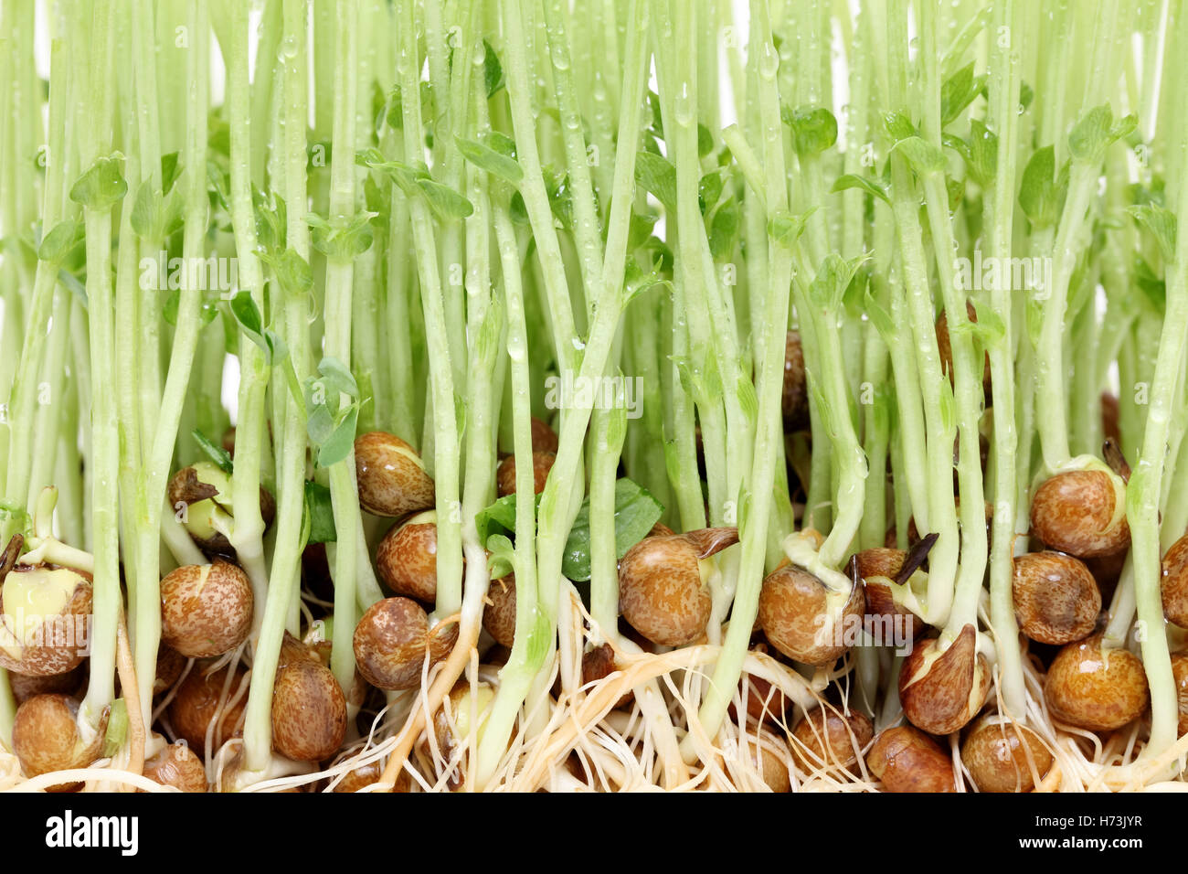 Root vegetable seed hi-res stock photography and images - Alamy