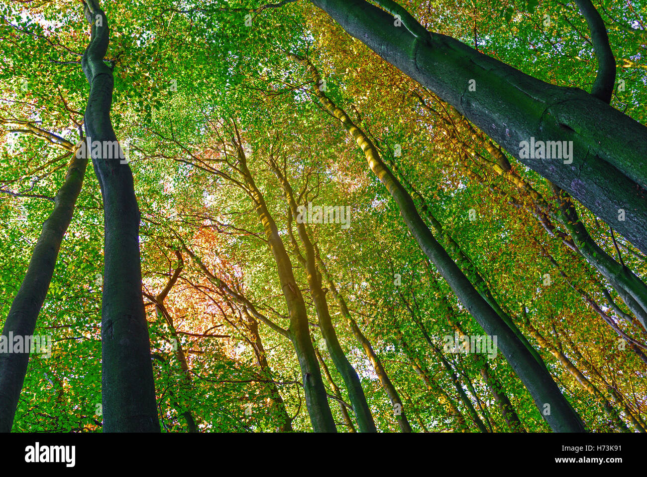 Misk hills hucknall nottinghamshire uk hi-res stock photography and ...