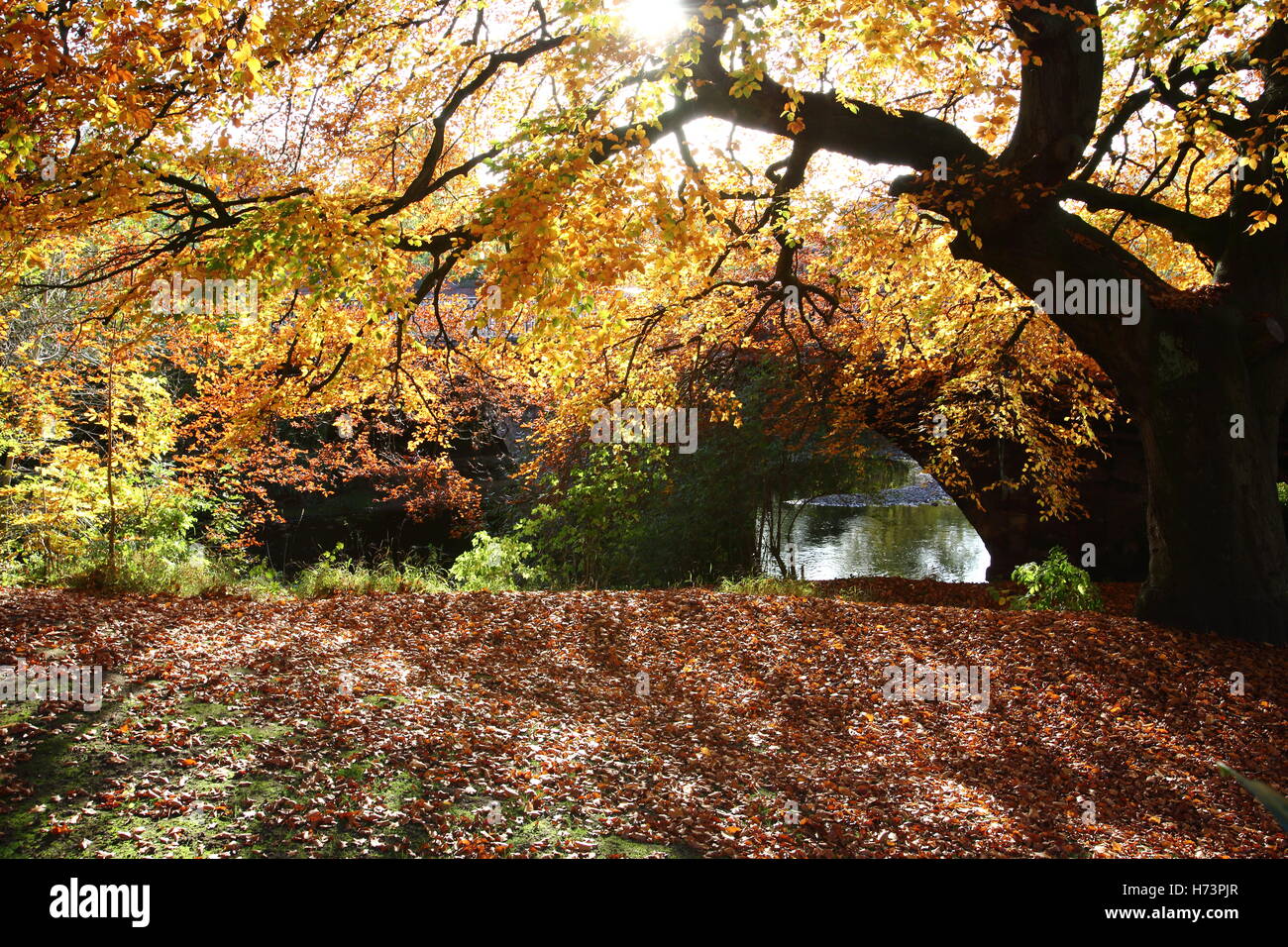 Congleton, Cheshire, UK. 2nd November, 2016. Autumn colours and ...
