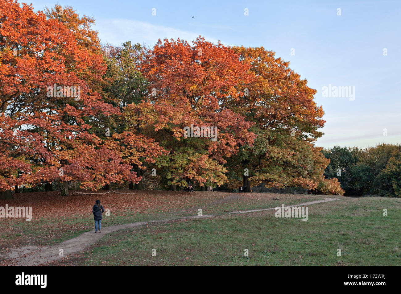 Hampstead Heath, London, UK. 2nd November 2016. UK Weather: Perfect ...