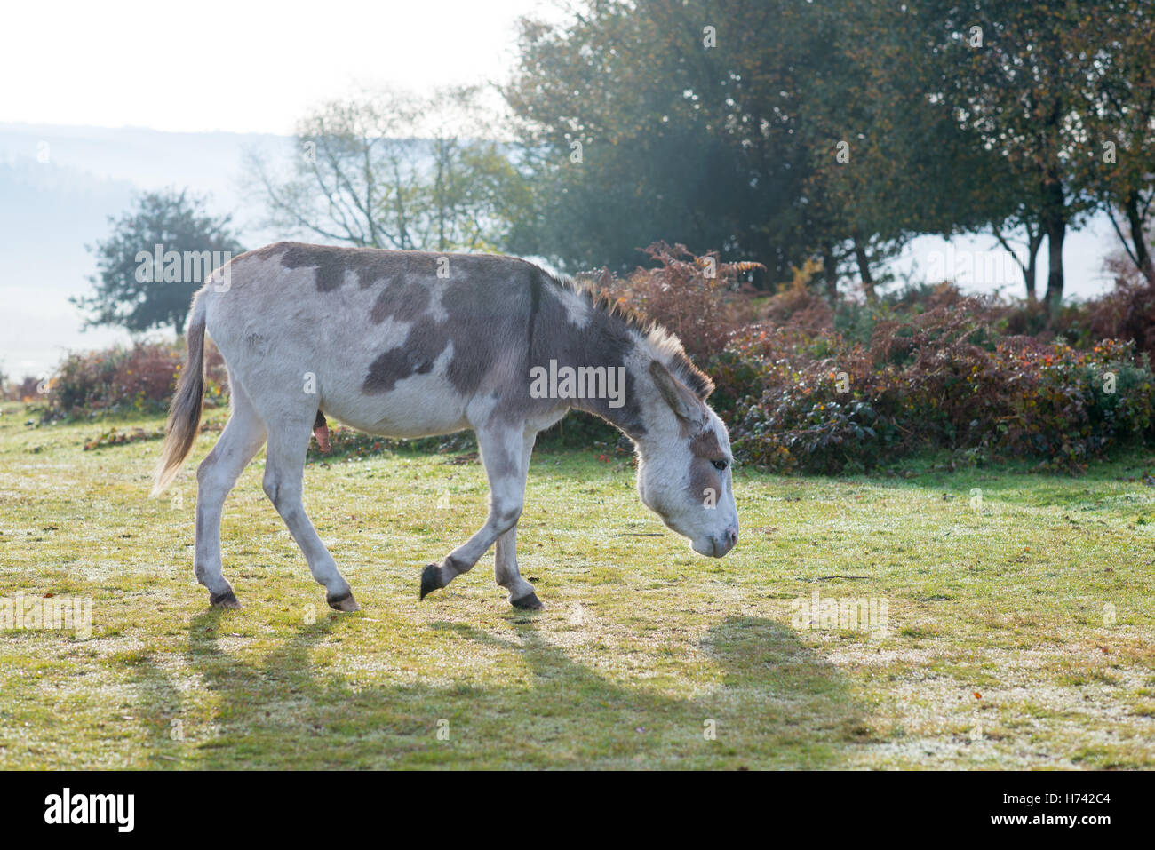Mottled New Forest donkey walking in morning light and feeling frisky ...