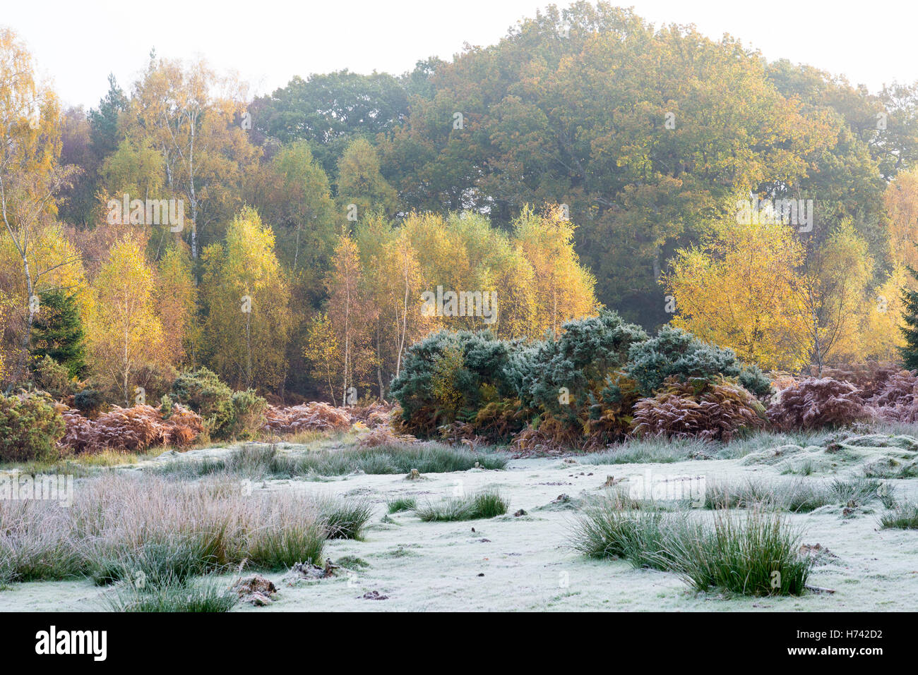 Frosty November morning and mixed autumn colours in the New Forest ...